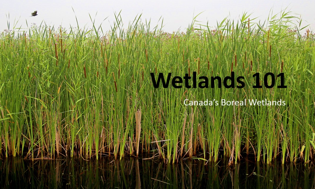 Ducks Unlimited Canada National Boreal Program - Wetlands 101: An Introduction to Boreal ...