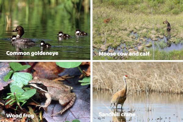 Ducks Unlimited Canada National Boreal Program - Top 4 Boreal Wetland FAQs - Ducks Unlimited ...