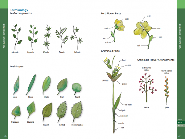 Ducks Unlimited Canada National Boreal Program - Alberta Wetland ...